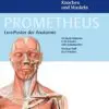PROMETHEUS LernPoster der Anatomie, Knochen und Muskeln - praxisdesign ...